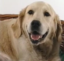 Domestic dog | Dorling Kindersley Vision Wiki | Fandom