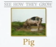 Farm Animals (See How They Grow) | Dorling Kindersley Vision Wiki | Fandom