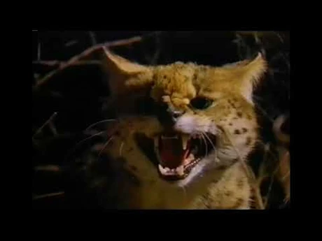 Nighttime Animals | Dorling Kindersley Vision Wiki | Fandom