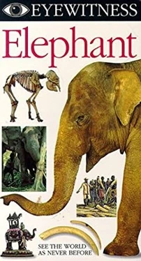 Elephant | Dorling Kindersley Vision Wiki | Fandom