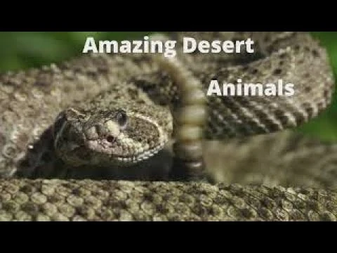 Desert Animals (Amazing Animals) | Dorling Kindersley Vision Wiki | Fandom