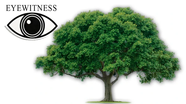 Tree | Dorling Kindersley Vision Wiki | Fandom