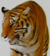 Tiger | Dorling Kindersley Vision Wiki | Fandom