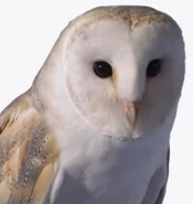 Hero (Eyewitness) | Dorling Kindersley Vision Wiki | Fandom