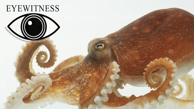 Monster | Dorling Kindersley Vision Wiki | Fandom