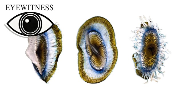 Life | Dorling Kindersley Vision Wiki | Fandom