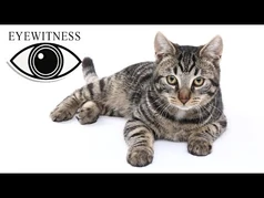 Cat (full transcript) | Dorling Kindersley Vision Wiki | Fandom