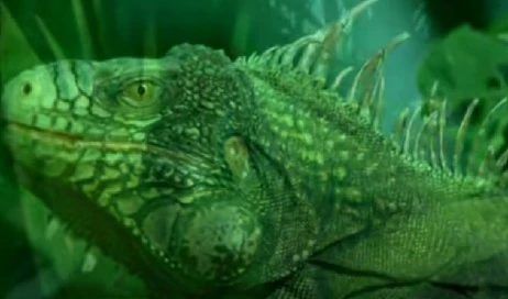 Iguanas | Dorling Kindersley Vision Wiki | Fandom