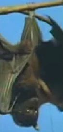 Bat | Dorling Kindersley Vision Wiki | Fandom