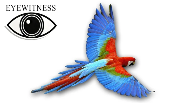 Bird | Dorling Kindersley Vision Wiki | Fandom