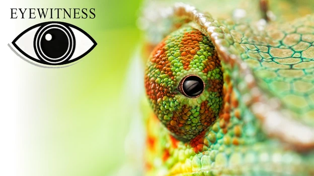 Sight | Dorling Kindersley Vision Wiki | Fandom