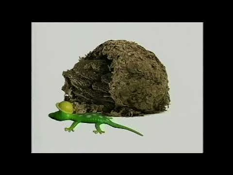 Animal Builders | Dorling Kindersley Vision Wiki | Fandom