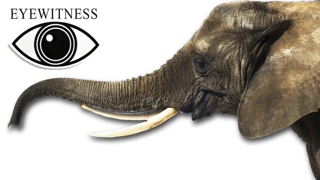 Elephant | Dorling Kindersley Vision Wiki | Fandom