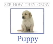 Pets | Dorling Kindersley Vision Wiki | Fandom