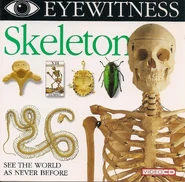 Skeleton | Dorling Kindersley Vision Wiki | Fandom