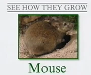 Woodland Animals (See How They Grow) | Dorling Kindersley Vision Wiki | Fandom