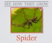 Mini Beasts (See How They Grow) | Dorling Kindersley Vision Wiki | Fandom