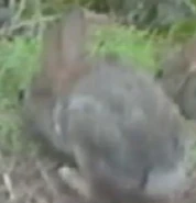 Rabbit and hare | Dorling Kindersley Vision Wiki | Fandom