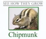 Woodland Animals (See How They Grow) | Dorling Kindersley Vision Wiki | Fandom