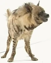 Hyenas | Dorling Kindersley Vision Wiki | Fandom