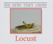 Mini Beasts (See How They Grow) | Dorling Kindersley Vision Wiki | Fandom