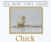 Farm Animals (See How They Grow) | Dorling Kindersley Vision Wiki | Fandom