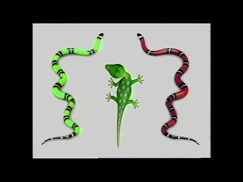 Poisonous Animals | Dorling Kindersley Vision Wiki | Fandom