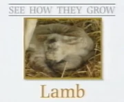 Farm Animals (See How They Grow) | Dorling Kindersley Vision Wiki | Fandom