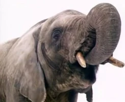 Elephants | Dorling Kindersley Vision Wiki | Fandom