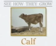 Farm Animals (See How They Grow) | Dorling Kindersley Vision Wiki | Fandom