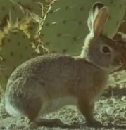 Rabbit and hare | Dorling Kindersley Vision Wiki | Fandom