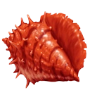 Red Conch Shell | Dawn of the Dragons Wiki | Fandom