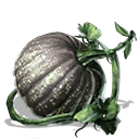 Grey Gourd | Dawn of the Dragons Wiki | Fandom