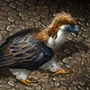 AWE Eagle | Dawn of the Dragons Wiki | Fandom