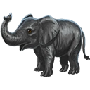 Pachy | Dawn of the Dragons Wiki | Fandom