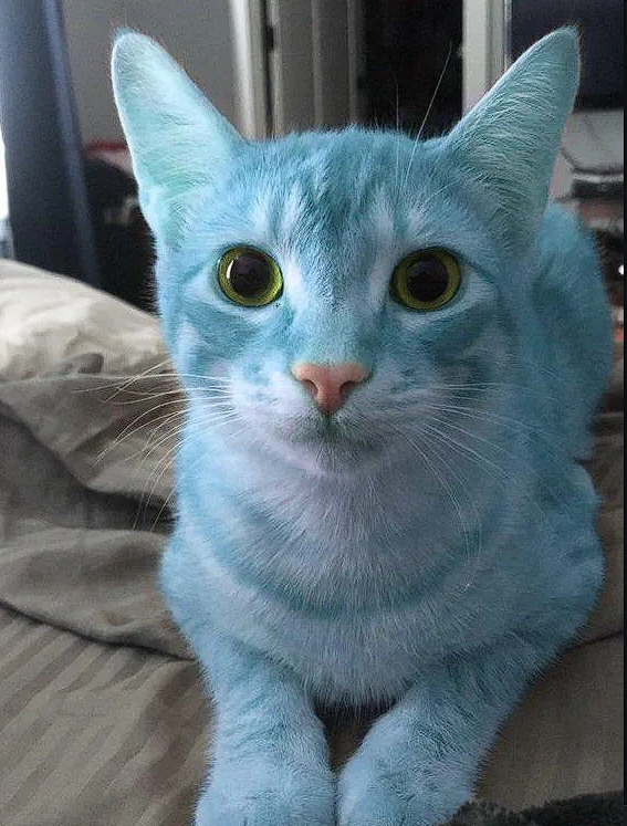 Funny Blue Cat | Doxx Wiki | Fandom