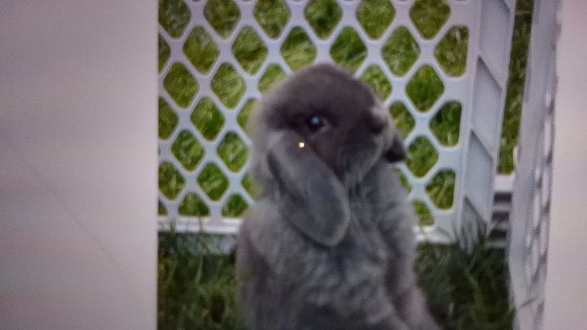 Jewel | Dr Left Hand Wiki | Fandom