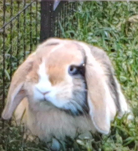 Maverick | Dr Left Hand Wiki | Fandom