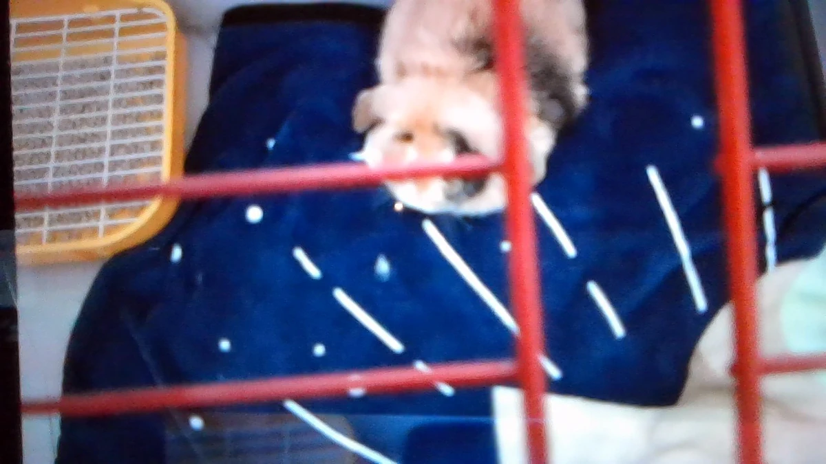 Maverick | Dr Left Hand Wiki | Fandom