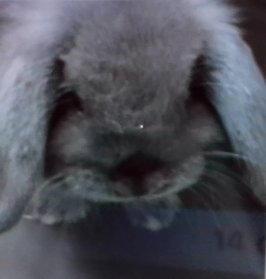 Jewel | Dr Left Hand Wiki | Fandom