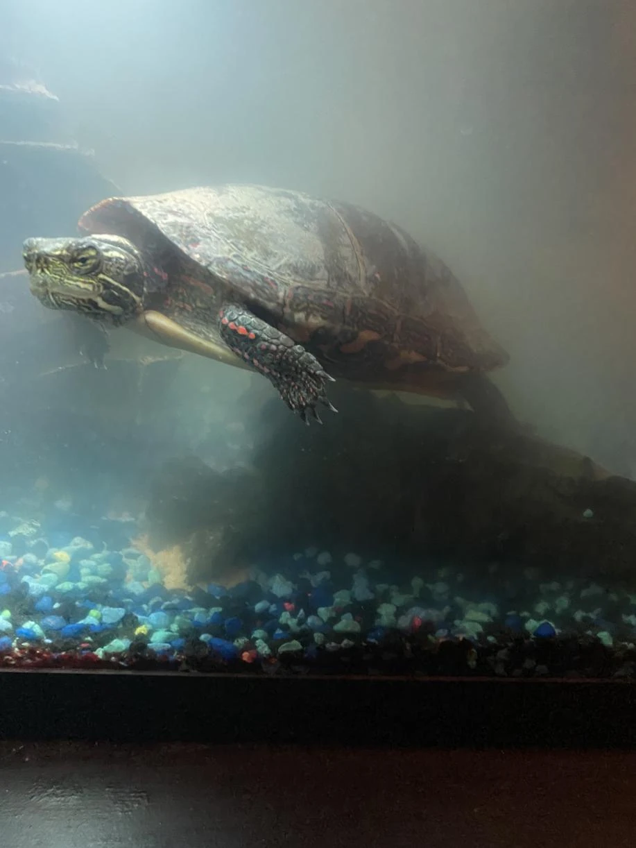 Turtle | Dr Left Hand Wiki | Fandom