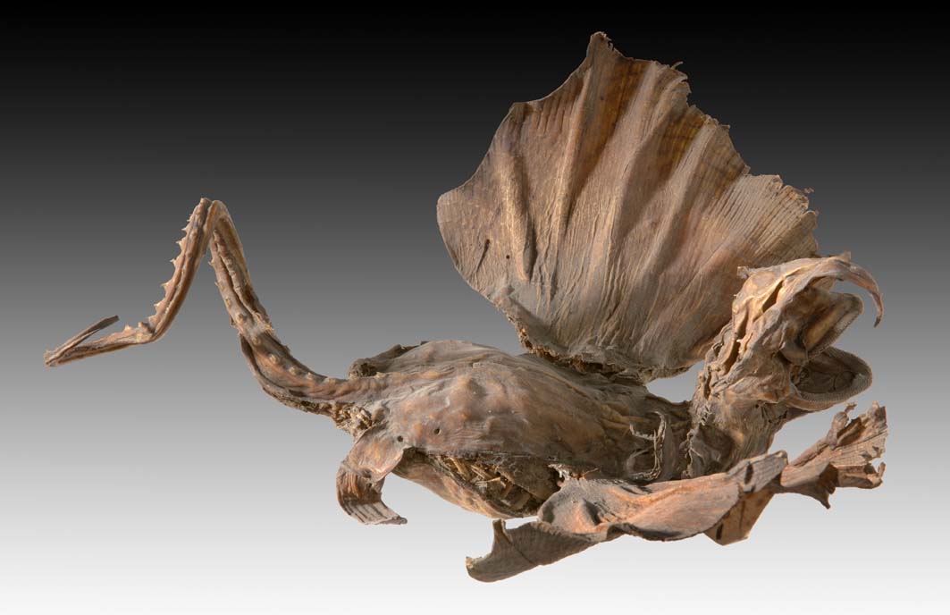 Jenny Haniver Drachen Wiki Fandom