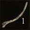 Bones | Draconia Wiki | Fandom