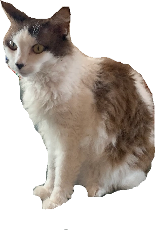 Koko | Dragon Camp Wiki | Fandom