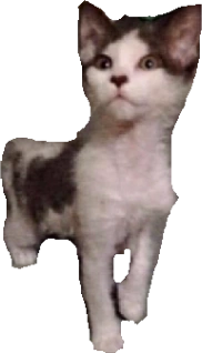 Baby Koko | Dragon Camp Wiki | Fandom