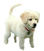 Dragón Perro | Dragon City Fan-Arts Wiki | Fandom