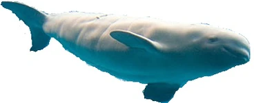 Dragón Beluga | Dragon City Fan-Arts Wiki | Fandom