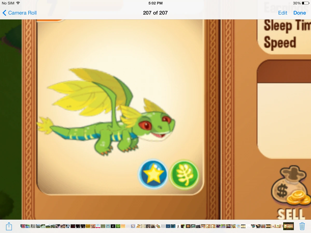 Maple Dragon | Dragon Skies Wiki | Fandom