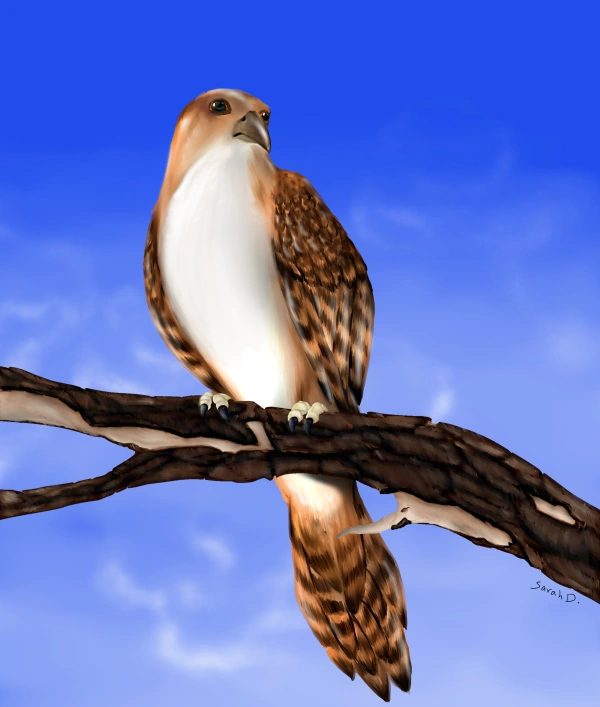 Raider | Dragon Stones Wiki | Fandom