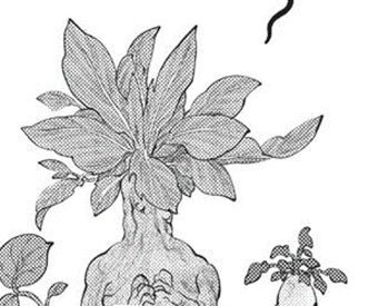 Mandragora | Dragon Goes House-Hunting Wiki | Fandom